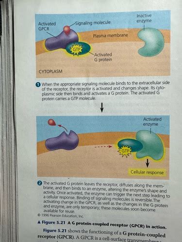 AP Bio Unit Notes Flashcards Quizlet
