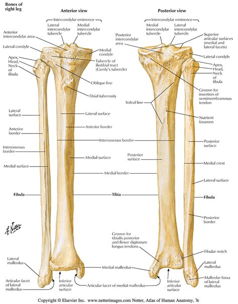Sg Lower Limb Posterior