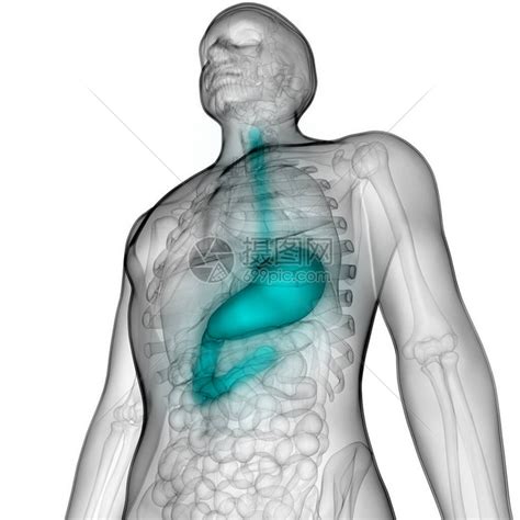 人体消化系统胃解剖学3d高清图片下载 正版图片507484034 摄图网 人体消化系统胃解剖学3d高清图片下载 正版图片507484034 摄图网