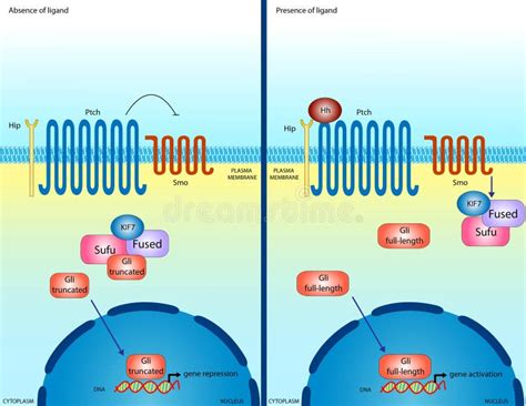 Rtk Signaling Pathway Stock Illustration Illustration Of Science