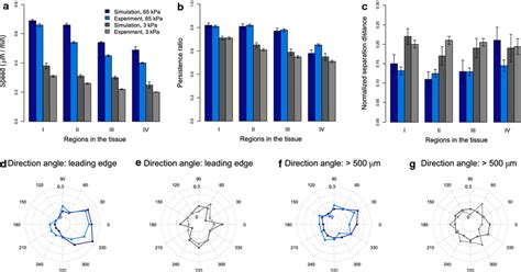 measurements to analyze the collective cell migration a c the cell