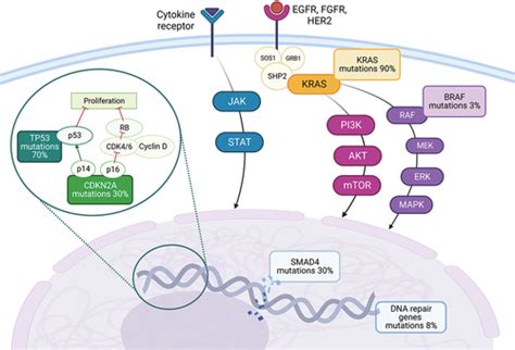 Full Article The Trend Toward More Target Therapy In Pancreatic Ductal Adenocarcinoma