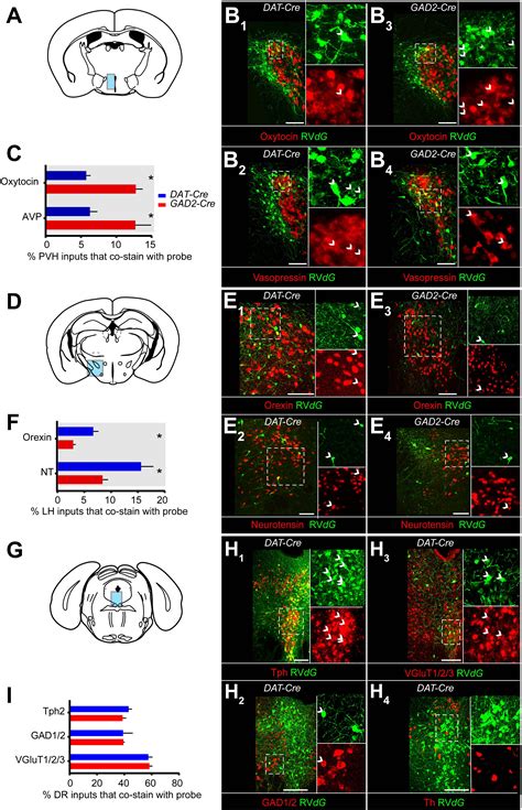 Circuit Architecture Of Vta Dopamine Neurons Revealed By Systematic Input Output Mapping Cell