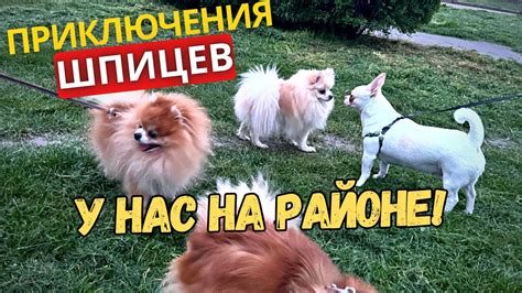 Померанские шпицы вышли на прогулку и тут началось! - YouTube