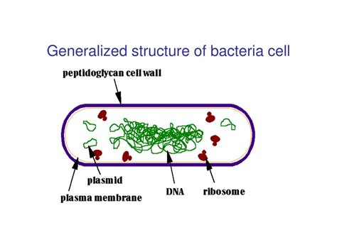 Ppt Bacteria Powerpoint Presentation Free Download Id 1250541