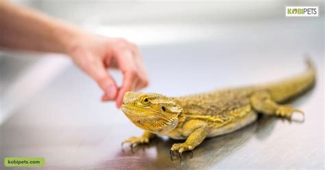 Your Pet Lizard A Detailed Guide Kobi Pets