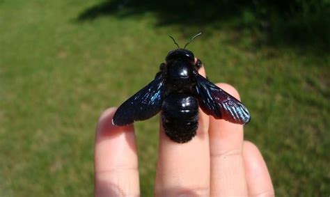 20 Of Natures Finest Bugs To Gaze At Carpenter Bee Bugs Black Insects
