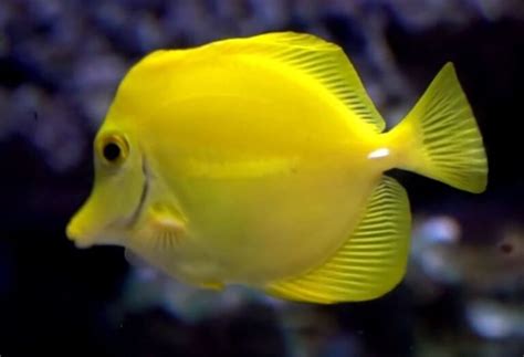 Why Are Yellow Tangs So Expensive Aquariumia