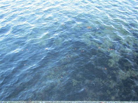 Langmuir Circulation Archives Adventures In Oceanography And Teaching