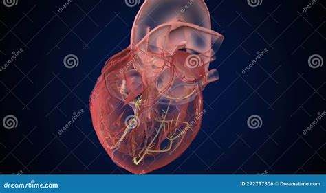 During A Normal Heartbeat A Network Of Specialized Fibers In The Heart