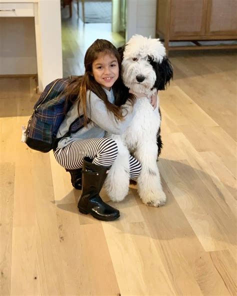 White Shepadoodle 13 Different Sheepadoodle Colors Pictures