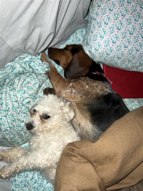 Cuddle Puddle With My Bundle And Princess R Beagle