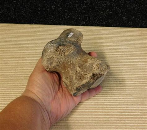 proboscidean fossils archives fossils and artifacts for sale paleo