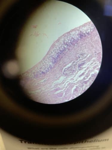Anatomy Lab 3 Histology Images Flashcards Quizlet