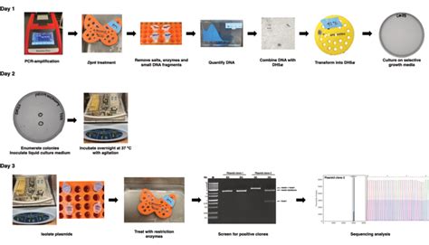Use Of In Vivo Assembly For High Efficiency Plasmid Construction