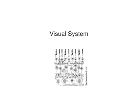 ppt visual system powerpoint presentation free download id 3665731
