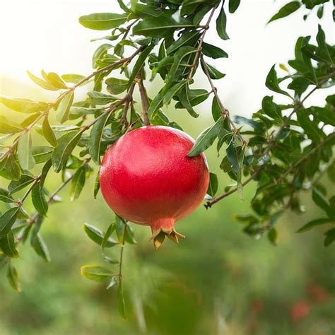 Pomegranate Wonderful Fruit Tree Buy Now Ladybird Nursery