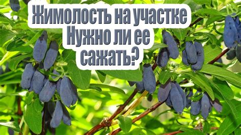 Жимолость [Описание, размножение, полезные свойства] Почему ее нужно ...