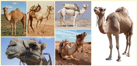 Modeling And Rigging A Quadruped Model Using Maya And ZBrush