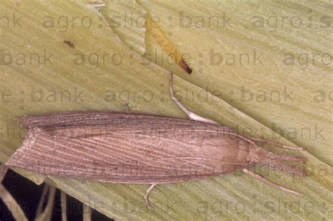 Diatraea Saccharalis Agro Slide Bank