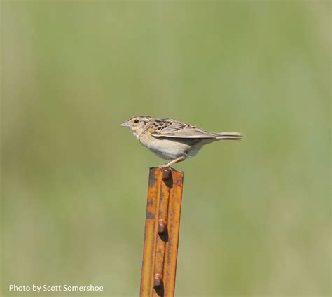 Grasshoppersparrow1
