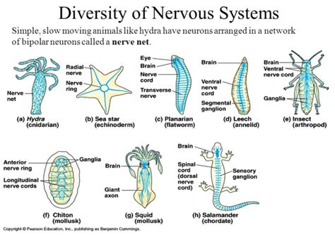 Diversity Of Nervous Systems Samim