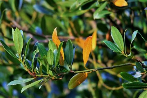 Laurel Características Flores Usos Propiedades Cultivo