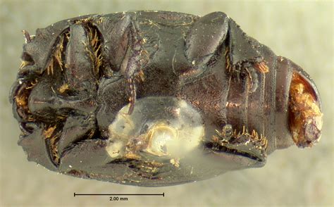 Spilodiscus Ulkei Horn 1870