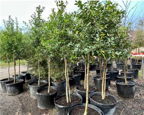 St Augustine Homeowners Get A Free Tree Planted Through The Tree