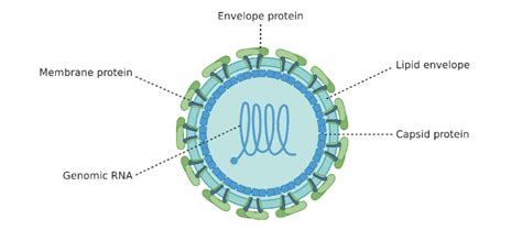 Schematic Structure Of The Tick Borne Encephalitis Virus The Main