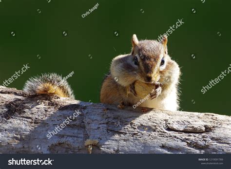 Cute Chipmunk Cheeks