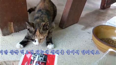 참먹고 살기 힘들다길고양이의 한숨 도와주세요 Youtube