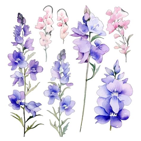 Premium Vector Beautiful Watercolor Larkspur Flowers Clipart And