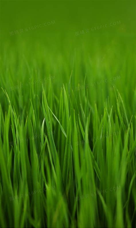 唯美清晰的绿色壁纸图片免费下载 Png素材 编号vn2ioxnm4 图精灵