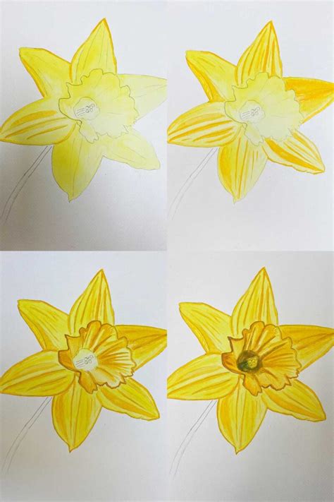 How To Draw A Daffodil From Multiple Views Picture Box Blue