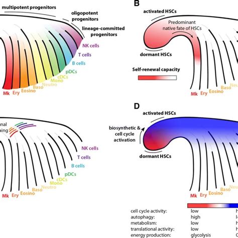 Hematopoietic Stem Cell Commitment Model A Overview B Self Renewal