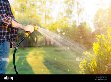 Pregnant Woman Watering Green Tree With Hose Gardening Concept Stock Photo Alamy