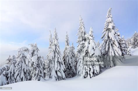 높은 산 서리가 내린 아름 다운 날에는 흰 솜 털 눈 마법의 겨울 풍경 배경으로 덮여 마법의 나무입니다 Texturally 언된 눈입니다 0명에 대한 스톡 사진 및 기타