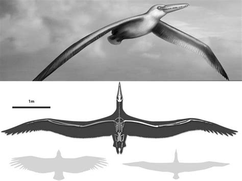 Pelagornis Sandersi Vs Argentavis