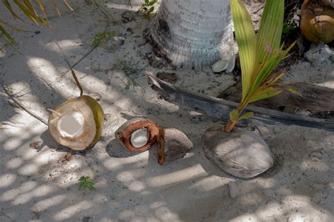 멕시코에서 맹그로브 숲을 항해하는 방법