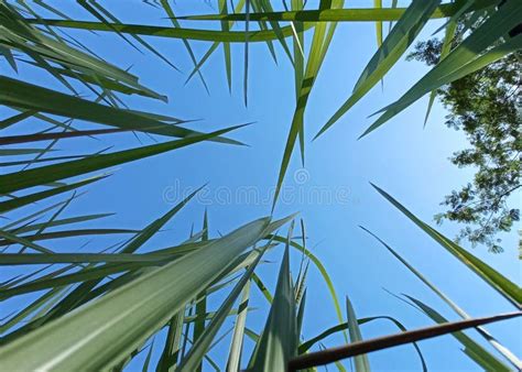 Green Grass Look From Bottom In A Blue Sky Stock Image Image Of Blue