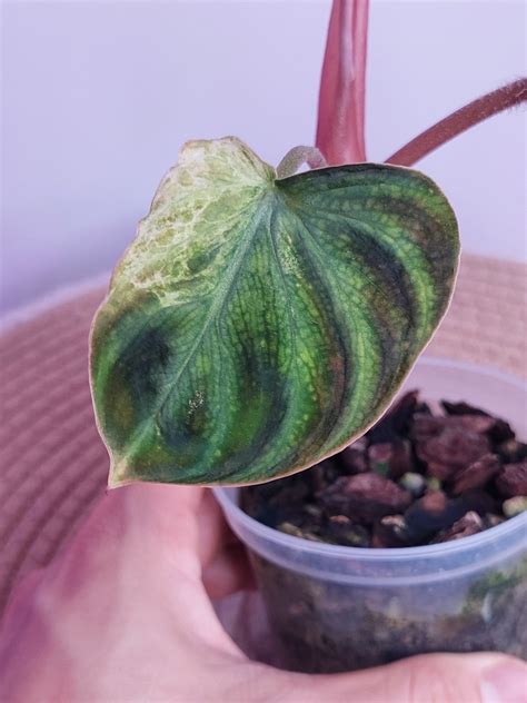 Philodendron Verrucosum Variegated 2 Soul Plant
