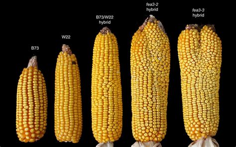 maize and blue dental f