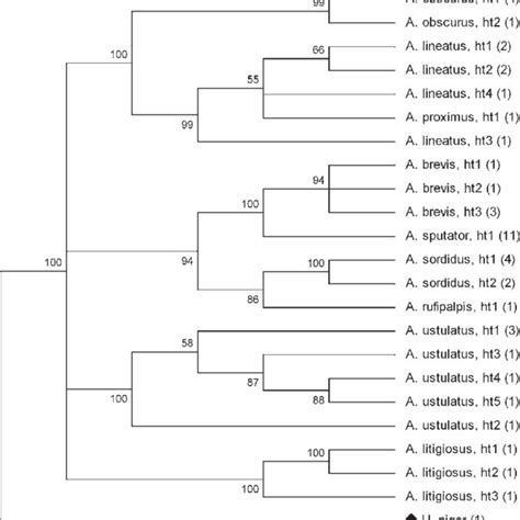 maximum parsimony tree of coi mtdna sequences of agriotes species