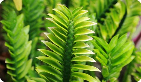 Growing And Caring For Pedilanthus Plant The Devils Backbone