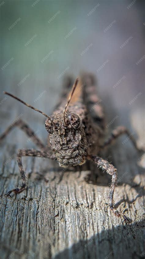 Premium Photo A Grasshopper With A Strange Face With A Scary Face