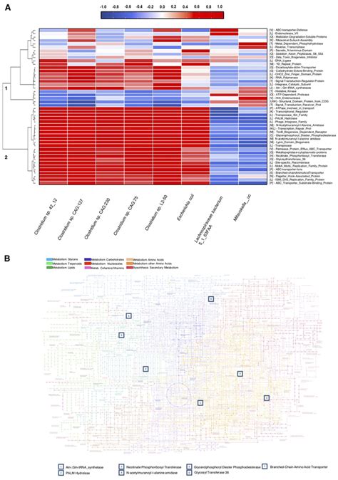 Spearman Correlation Analysis Of Microbiota Species And Metabolic Download Scientific Diagram