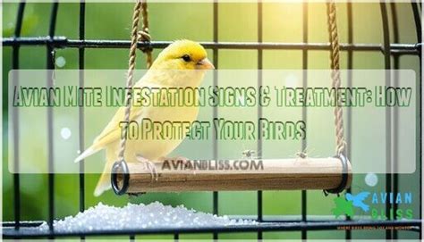 Avian Mite Infestation Signs And Treatment How To Protect Your Birds