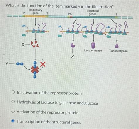 Solved Inactivation Of The Repressor Protein Hydrolysis Of