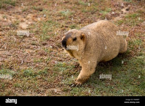 India Himachal Pradesh Sarchu Wildlife Himalayan Marmot Marmota